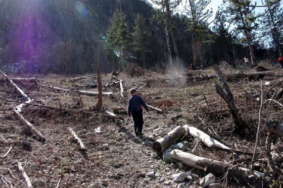 Primer país que prohíbe la explotación forestal durante 10 años ...